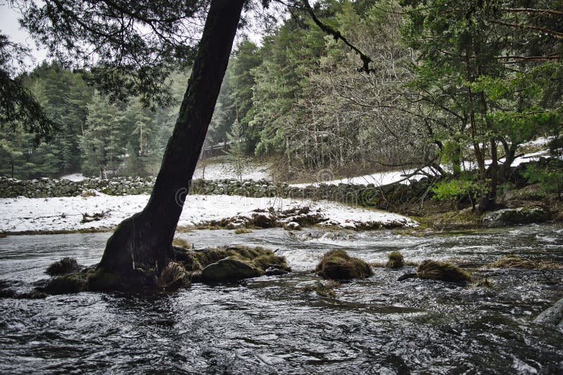 Tree in the Middle of a River in a Snowed Landscape Stock Photo - Image ...