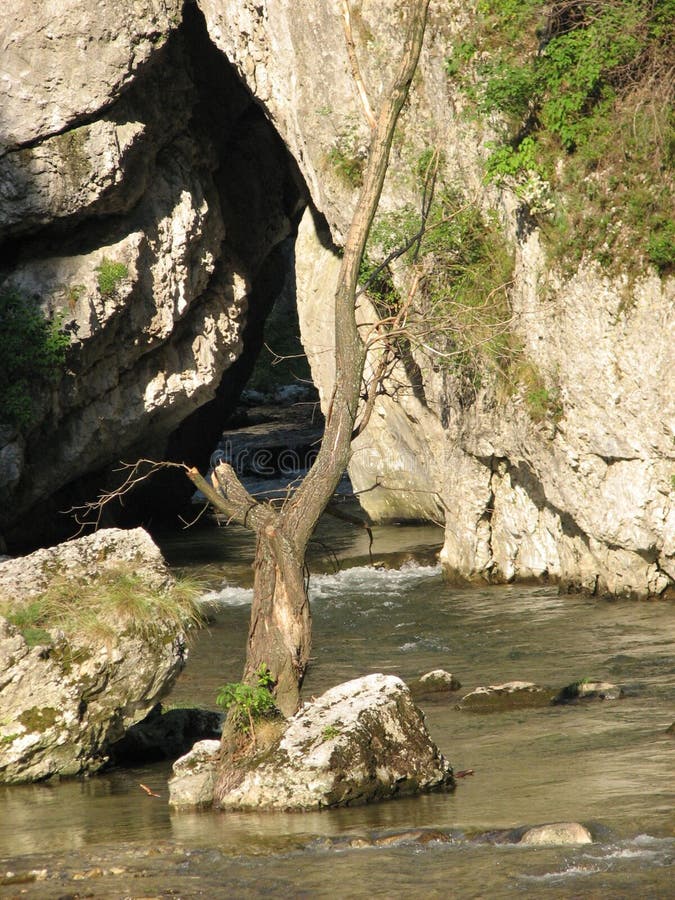 A Tree in the Middle of the River Stock Photo - Image of wildlife ...