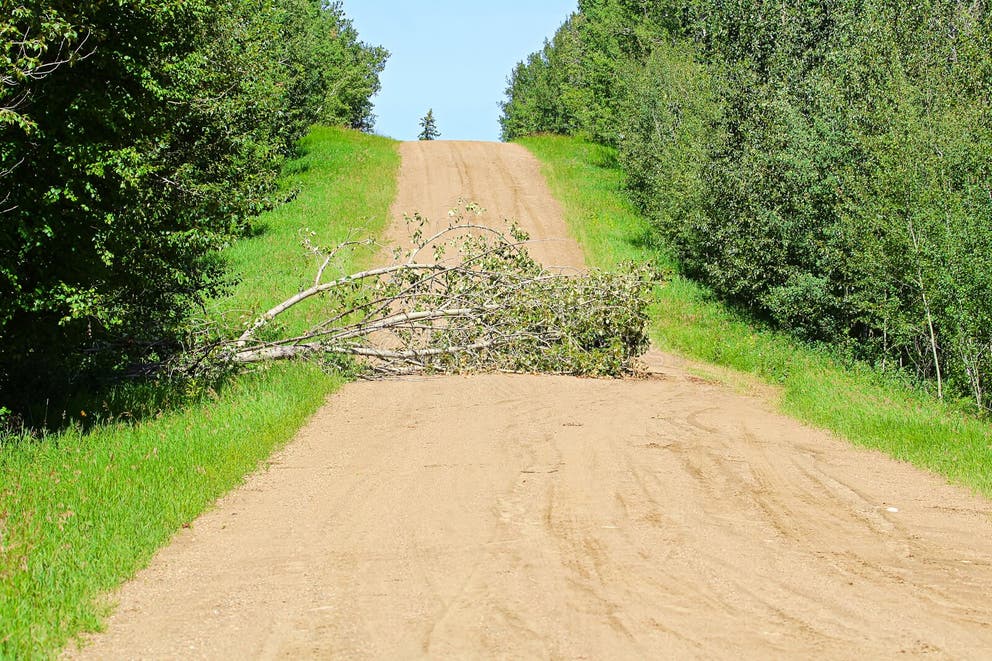 A Tree in the Middle of the Road Causing an Obstruction Stock Image ...