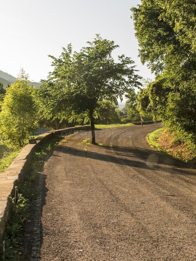 Tree in the Middle of the Road Stock Image - Image of green, meadow ...