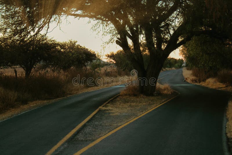 Tree in the Middle of the Road Was Preserved during the Construction of ...