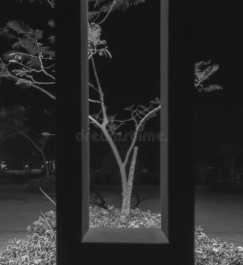 Tree in the Middle of Two Framing Poles Stock Image - Image of framing ...