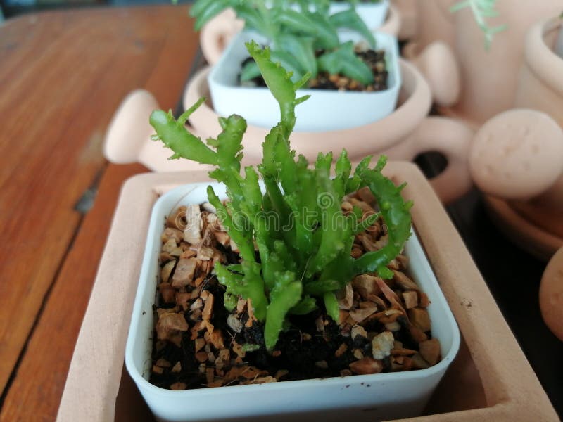 Tree mini nature stock photo. Image of tree, nature - 174014930