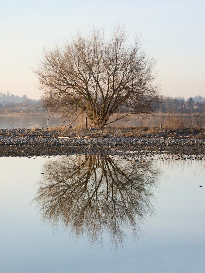 Tree in the mirror stock photo. Image of afternoon, winter - 18245142