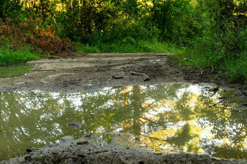 Tree Mirrored in the Puddle Mirror Ont he Meadow in Nature. Stock Photo ...