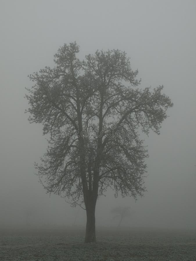 Tree in the Mist stock photo. Image of mist, white, meadow - 11464474