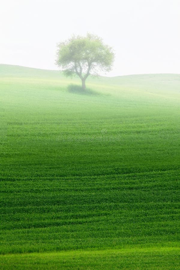 Tree and mist stock photo. Image of blue, sunny, meadow - 14315966