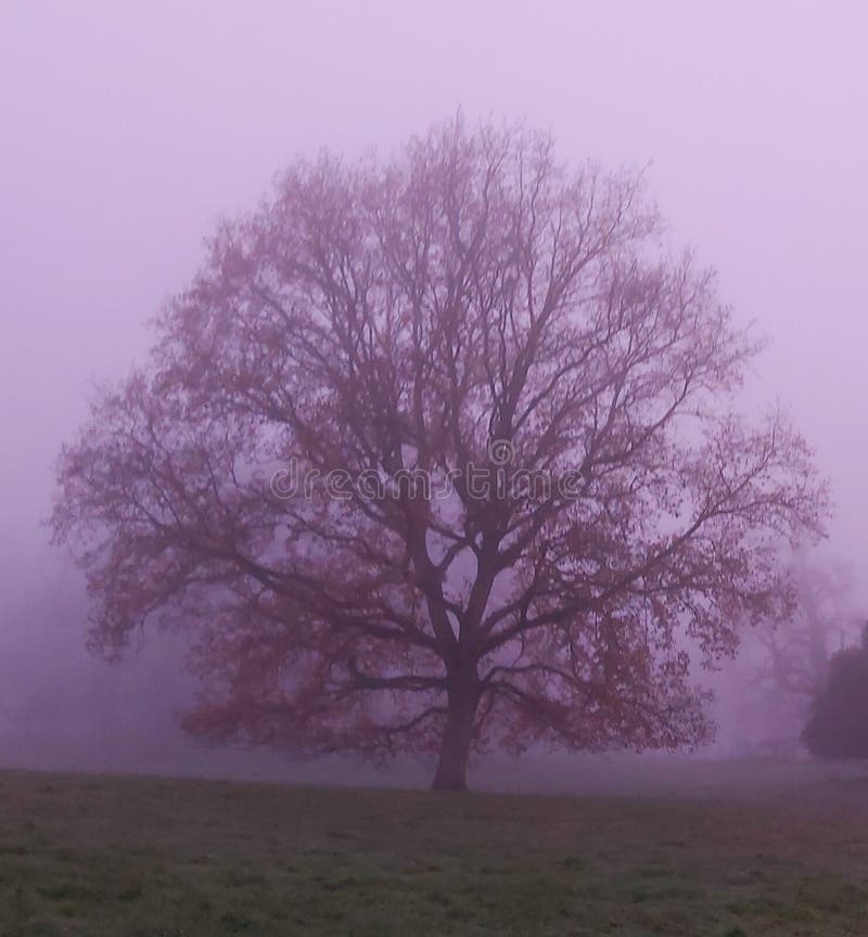 Tree in the mist stock photo. Image of winter, frost - 221423784