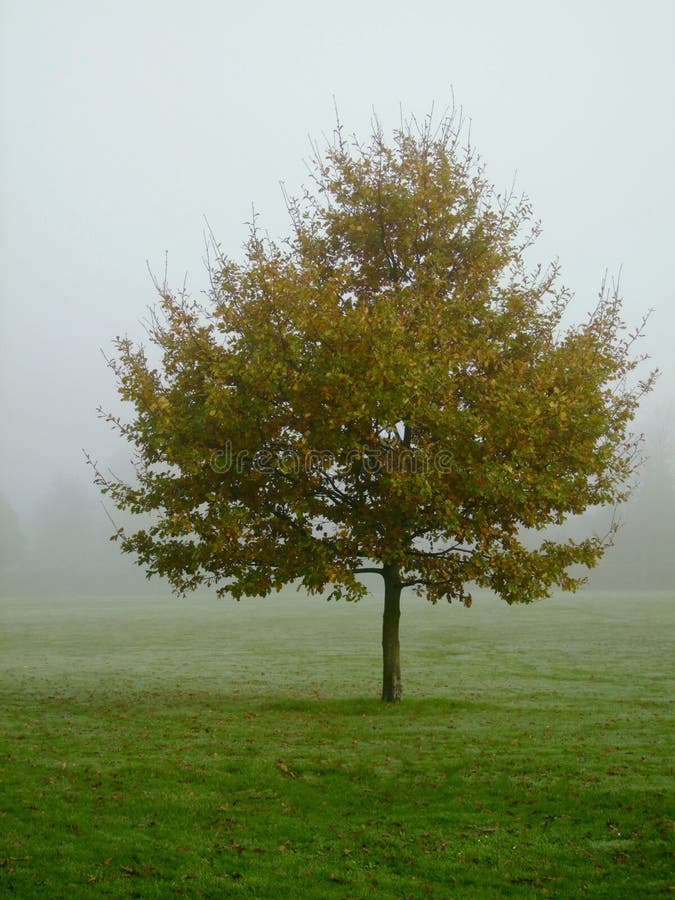 Tree in mist stock image. Image of nature, solitude, cold - 22275809