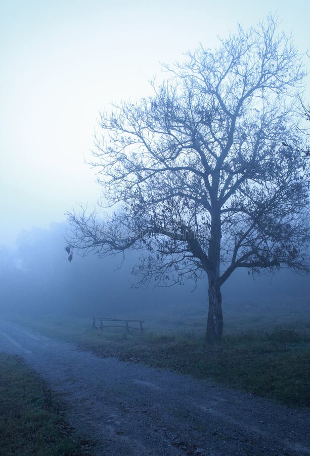 Tree in mist stock photo. Image of cartroad, cart, vertical - 22659200