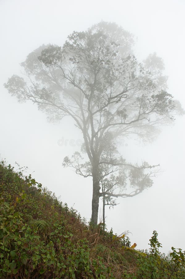 Tree in the mist stock photo. Image of forest, golden - 24498946
