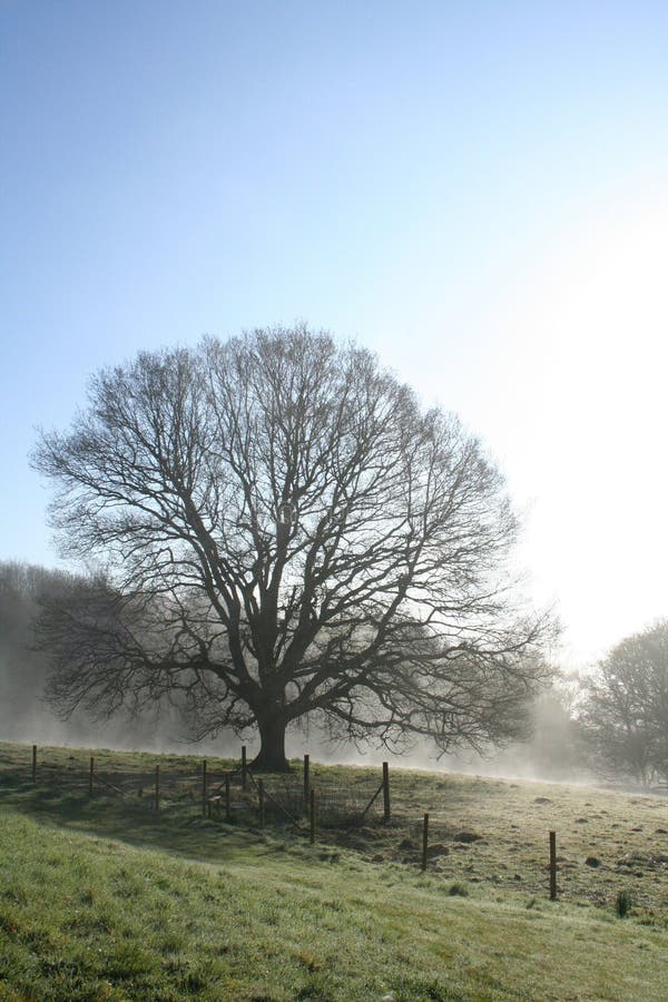 Tree Mist stock image. Image of fence, green, bare, haze - 26134003