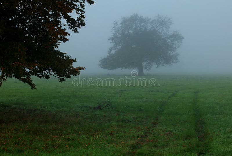 Tree in mist stock image. Image of natural, haze, alone - 27791169