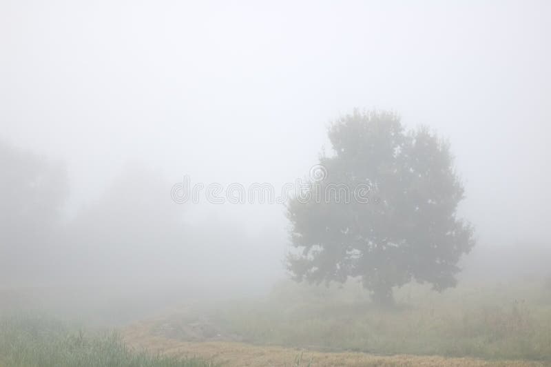 Tree in the mist stock photo. Image of autumn, mist, dream - 6438028
