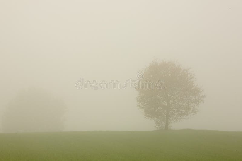 Tree in the mist stock photo. Image of rural, mist, tree - 7102708