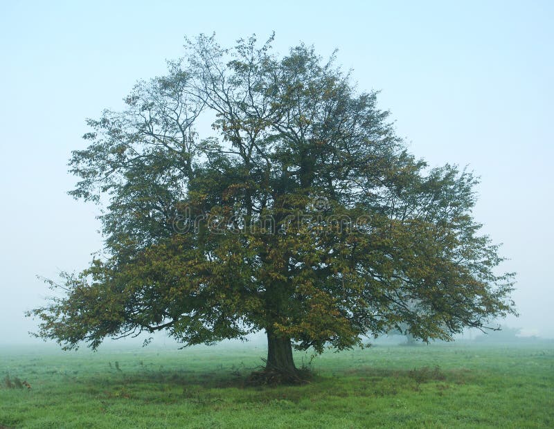 Tree in mist stock image. Image of natural, haze, alone - 27791169