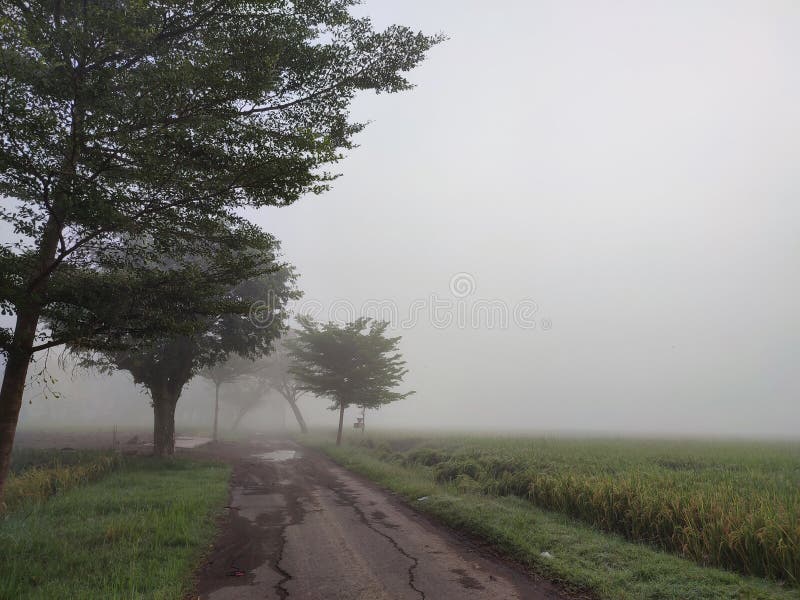 Tree mist morning stock photo. Image of grass, wind - 222770310