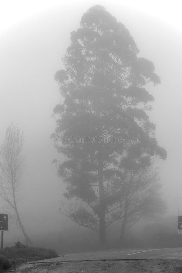 Tree in the mist 14014 stock photo. Image of landscape - 290740682