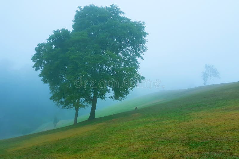 Tree in the Mist Stand on Slope. Stock Image - Image of national, mist ...