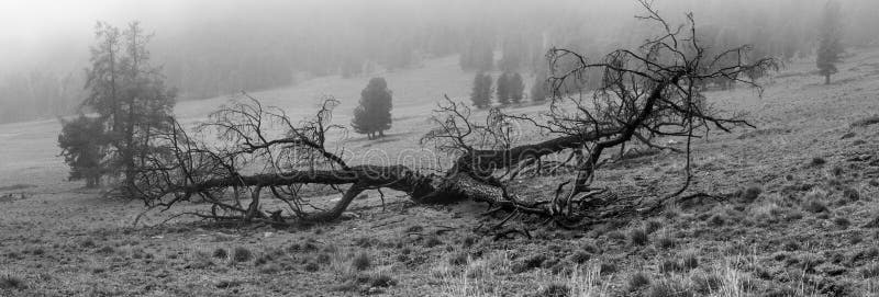 Tree in the Mist after the Struck of Lightning Stock Image - Image of ...