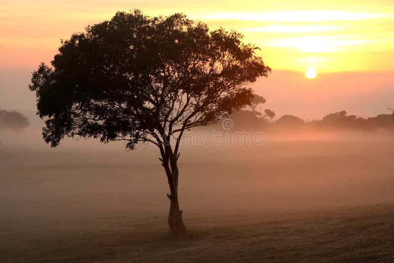 Alone tree stock image. Image of scene, alone, grass - 27400787