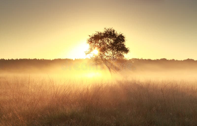 Tree and Mist at Sunrise stock photo. Image of outdoor - 14540816