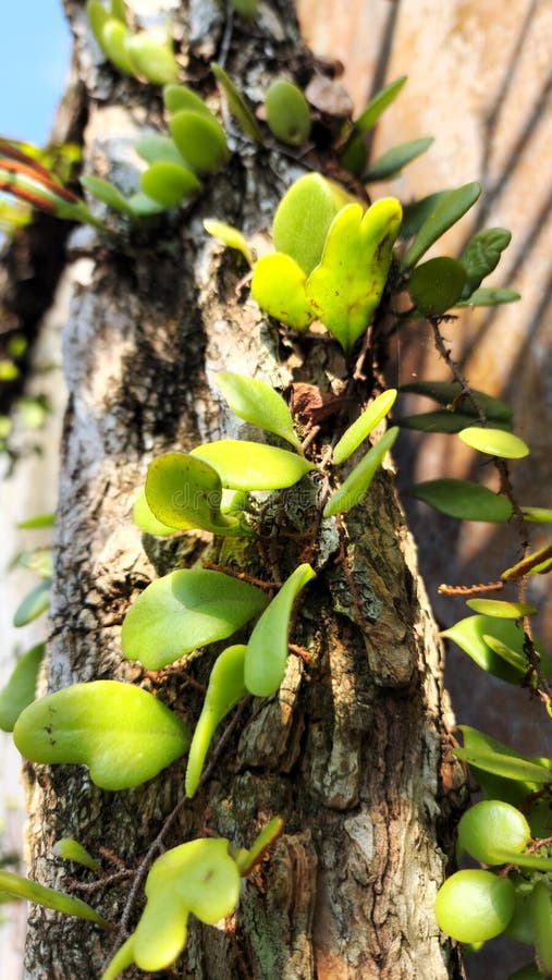 Tree mistletoe plant stock photo. Image of mistletoe - 337959166