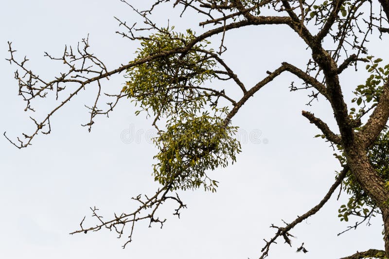 Tree with Mistletoe - Viscum Stock Photo - Image of berger, german ...