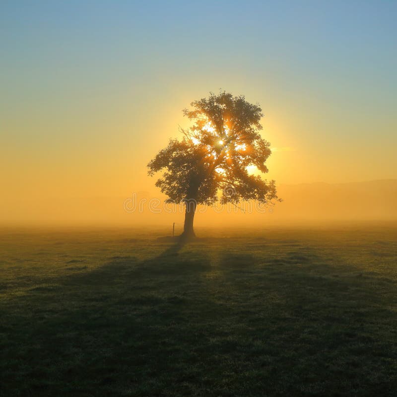 Tree in the misty morning stock image. Image of sunlight - 132864701