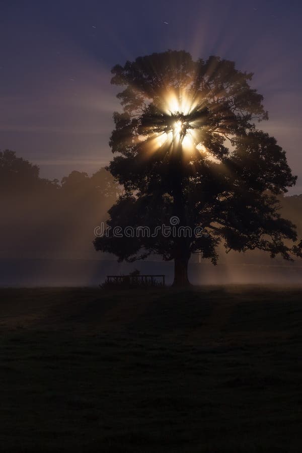 Tree in a misty night stock photo. Image of drymen, mourning - 36255530