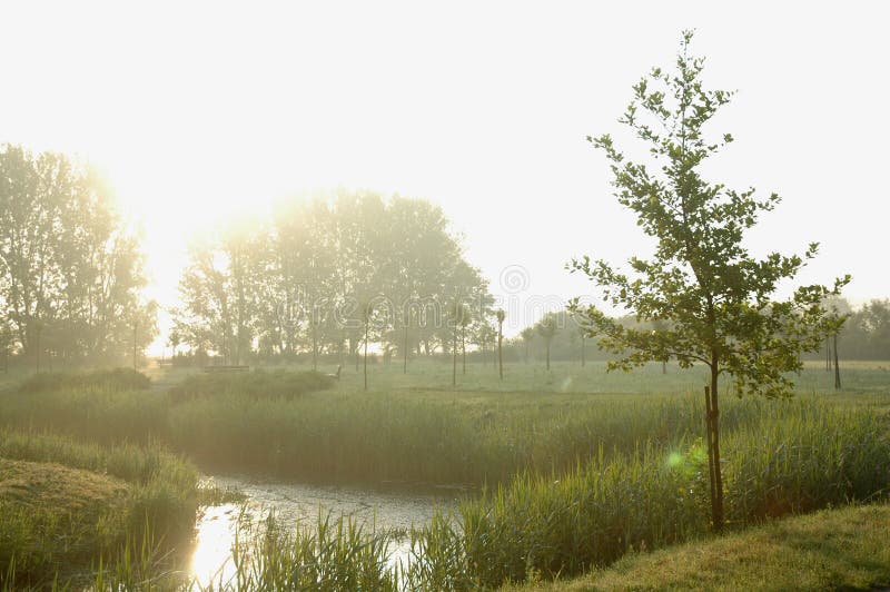 Tree by the moat stock photo. Image of peaceful, water - 911340