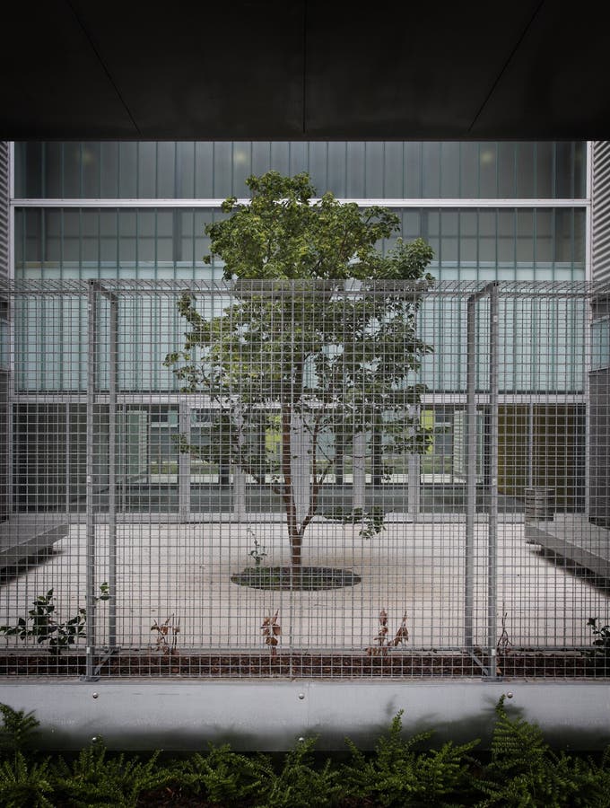 Tree in modern building stock photo. Image of modern - 33436236