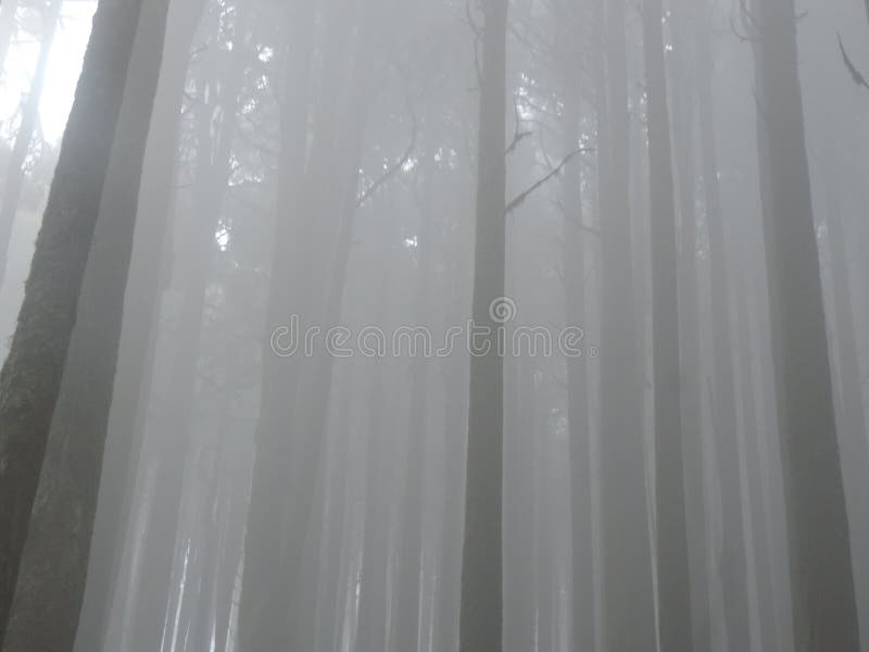 Tree in Moist Area Fogg Covered Area Stock Image - Image of forest ...