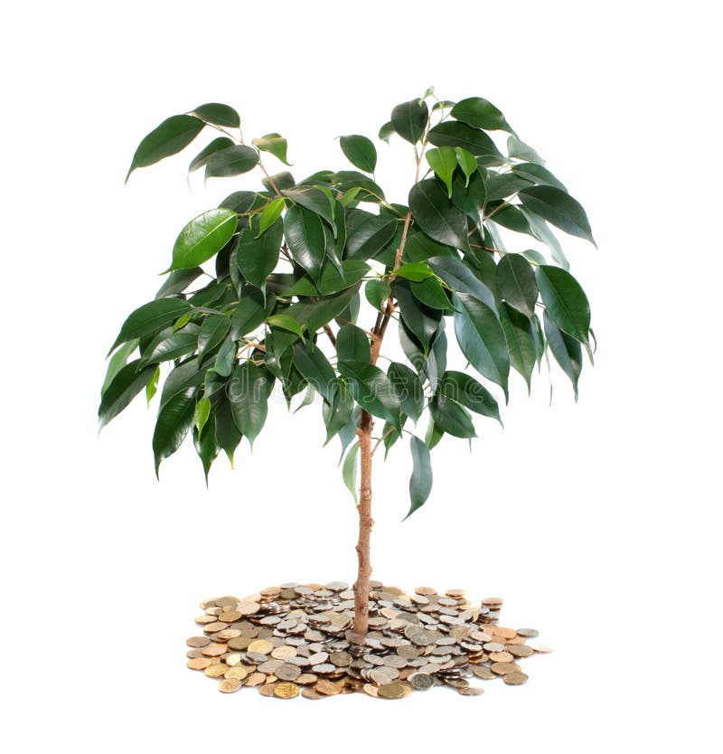 Euro Money Tree Plant stock photo. Image of nature, banking - 25241074
