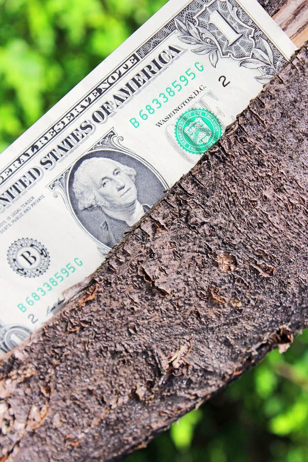 Tree with money stock image. Image of green, concept - 31370523