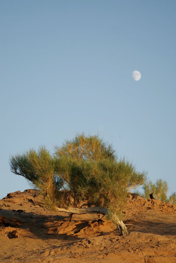 Tree in Mongolia stock photo. Image of footprint, cloud - 22590154