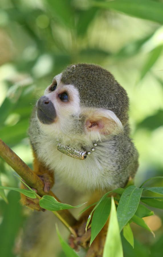 Tree Monkey stock image. Image of baby, cute, face, monkey - 2991141