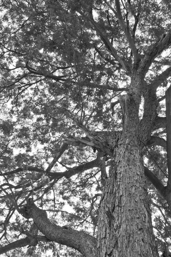 Tree monochrome stock photo. Image of black, tree, natural - 43295820