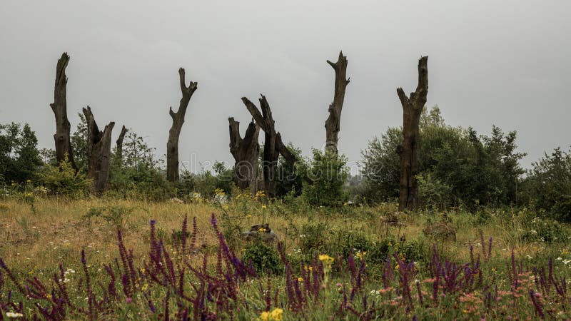 Preserved Trees of 2000 Years Old As a Monument from the River Maas ...