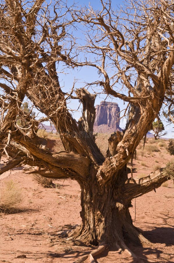 Myrrh tree stock image. Image of frankincense, yemen - 13805611