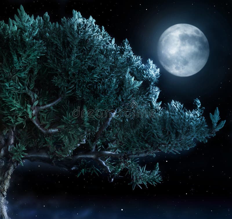 Tree and Moon stock photo. Image of quiet, star, outdoors - 14637798