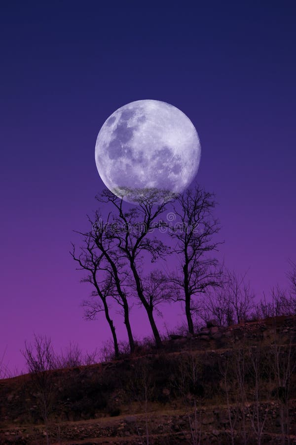 Tree and moon stock image. Image of tree, calm, alone - 237699821