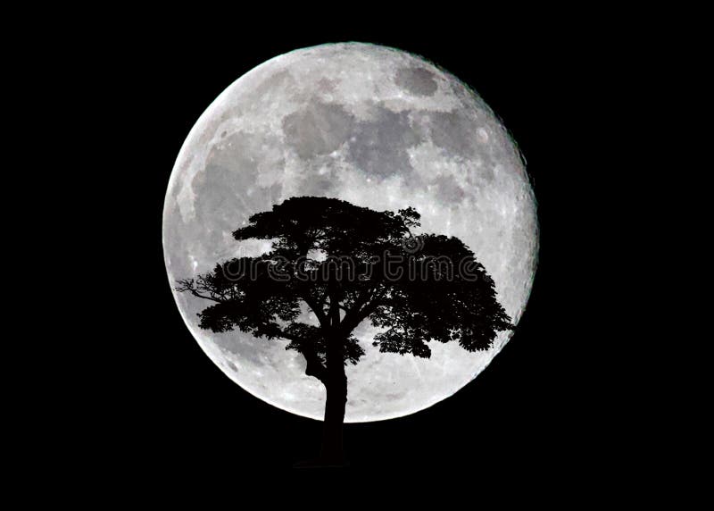 The tree and the moon stock photo. Image of shade, moon - 252080088