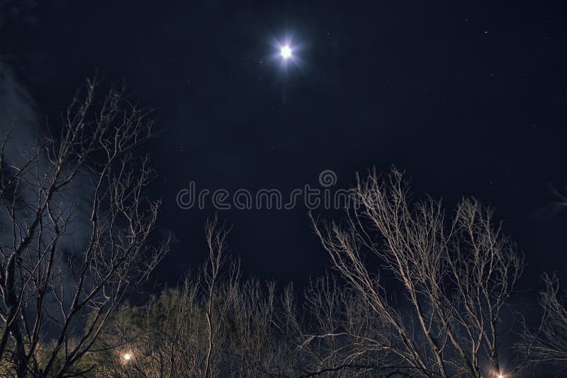 Tree and moon at night stock image. Image of limbs, creepy - 41430937