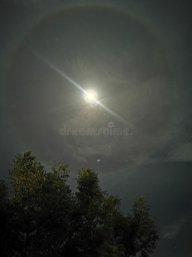 The Tree and Moonlight View Stock Photo - Image of view, moonlight ...
