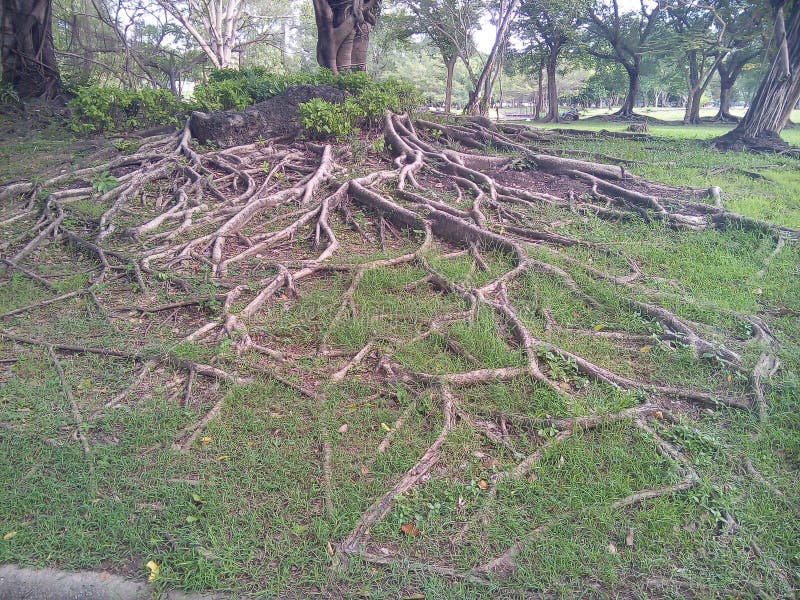 Roots of the tree. stock photo. Image of impound, easy - 123466034