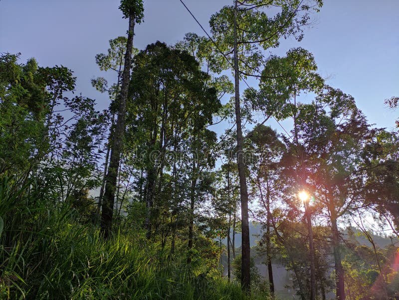 Tree at the morning stock photo. Image of tree, morning - 221903338