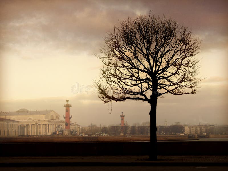Tree in the morning stock image. Image of foggy, tree - 8874191