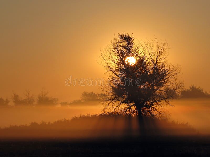 A tree in the morning fog stock image. Image of smoke - 28766071