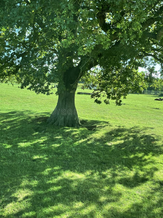 A tree in the morning sun. stock image. Image of group - 232903193